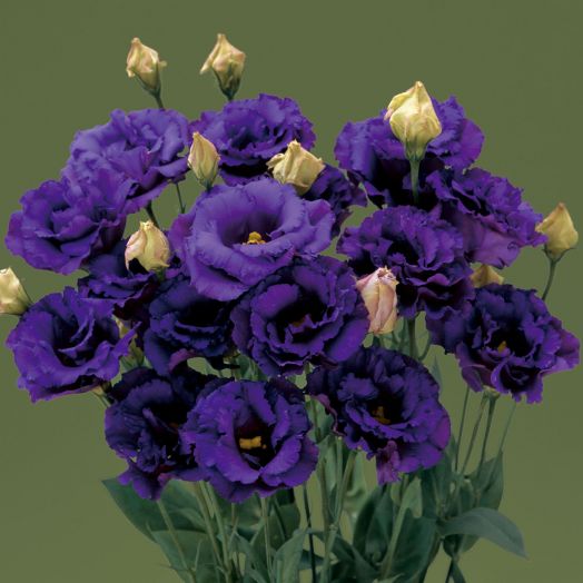 Эустома(Лизиантус) махровая (Eustoma grandiflorum) Super Magic Rose ...