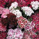 Гвоздика турецкая (Dianthus barbatus F1) Diabunda Mix, 50 драже