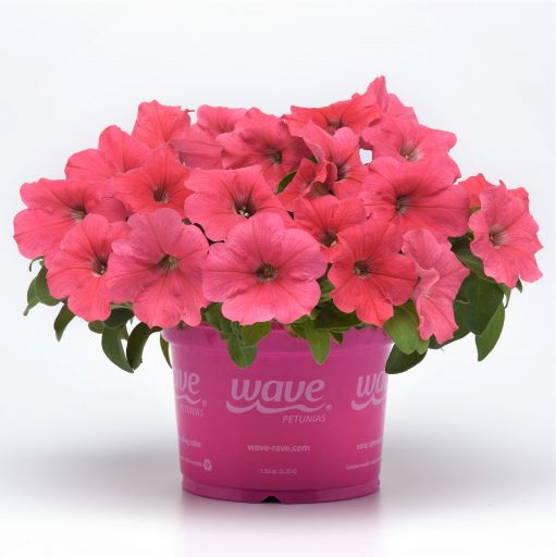 серия E3 Easy Wave